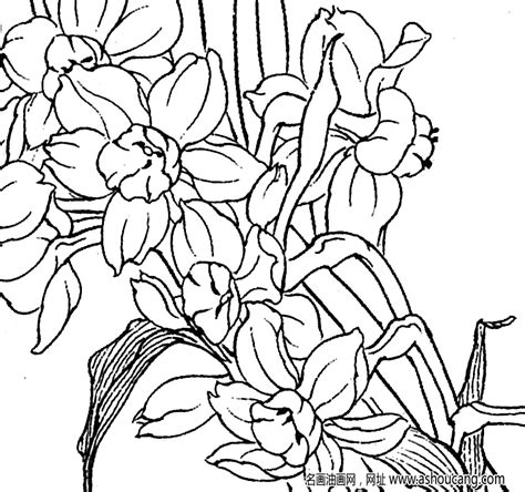 水仙花线描画10高清大图下载 名画油画网