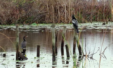 A Double Crested Male Cormorant And A Male Anhinga Bird