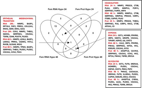 Transcriptomics And Proteomics Revealed Sex Differences In Human