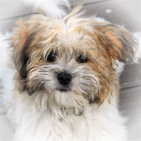 Banco De Imagens Animal Vertebrado Raça Cão Lhasa Apso Fotografia