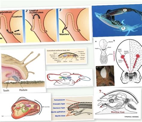 Phylum Mollusca Diagram Quizlet