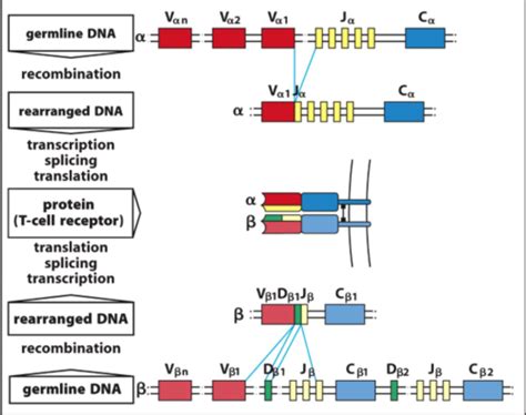 Thymocyte Development Flashcards Quizlet