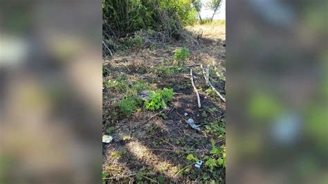 На Кіровоградщині незаконно вирубали дерев на понад 22 мільйони гривень