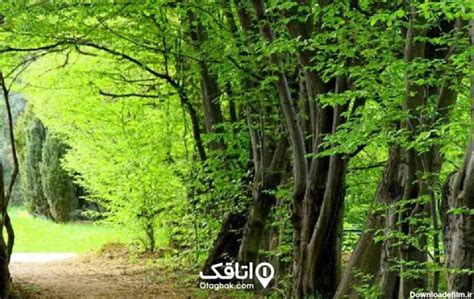 عکس از درخت و جنگل