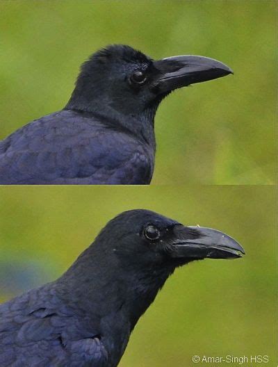 Large Billed Crow Sex Differentiation Bird Ecology Study Group