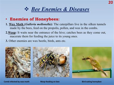 Apiculture And Its Advantages And Disadvantages Pdf