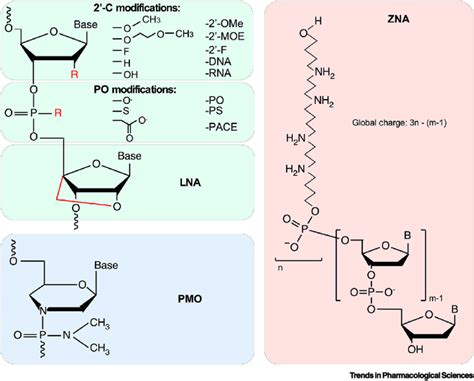 Chemical Modifications Can Be Made To Enhance Antisense Oligonucleotide Download Scientific