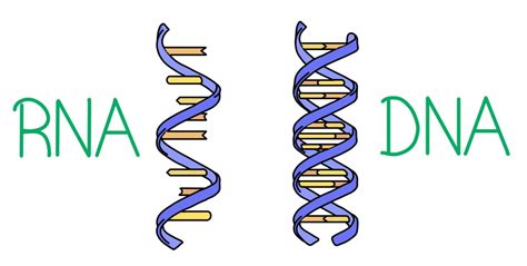 Dna Vs Rna Expii