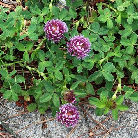 Different Names For Clover At Katrina Bates Blog
