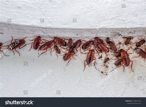 Cockroaches Living In Walls At Jerry Cook Blog