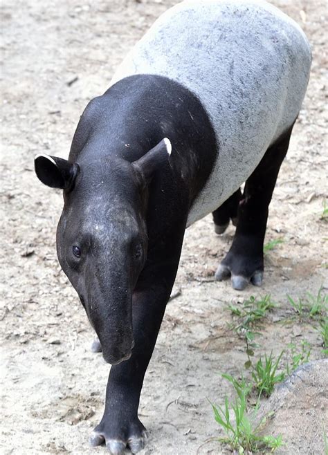 水豚君、馬來貘駕臨！北市動物園全新「熱帶雨林館」開放啦！ 玩咖playing 自由電子報