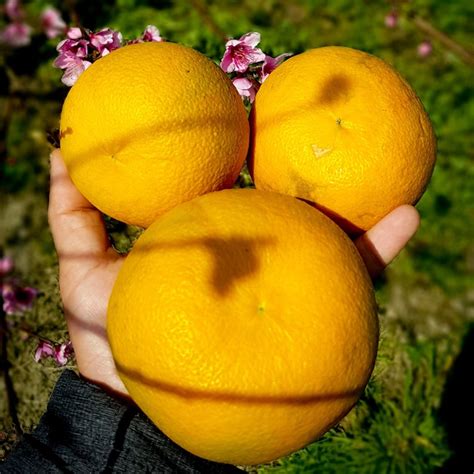 خرید و قیمت دارابی پرتابی 3 کیلویی از غرفه نیرماهی