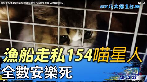 漁船走私154隻名貓 全數遭安樂死 八大民生新聞 2021082115 Youtube