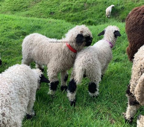 Valais Blacknose Sheep The Miracle Of New Life Malakai Valais