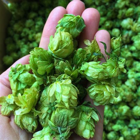 12 Single Hop Beers To Test Your Palate