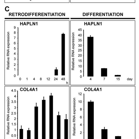 Hapln1 Hallmarks Early Mesoderm Commitment Of Pluripotent Hes Cells And