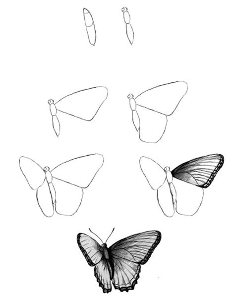 Схема как нарисовать бабочку