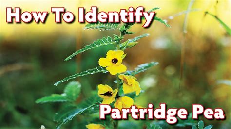 How To Identify Partridge Pea Youtube