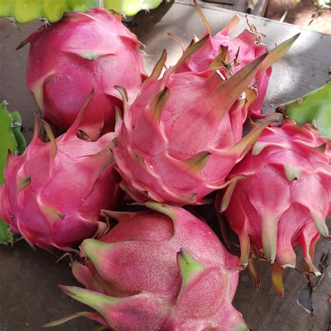 30 Fascinating And Fun Facts About Dragon Fruit 2022 Mindfulness Memories