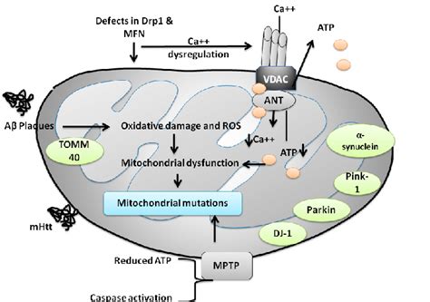 Diagrammatic Representation Of The Pathways Involved In Mitochondrial