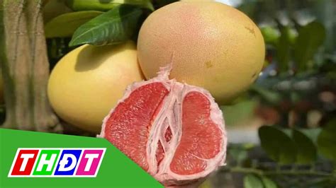 Bưởi Ruột đỏ Trung Quốc đổ Vào Việt Nam Thdt Youtube