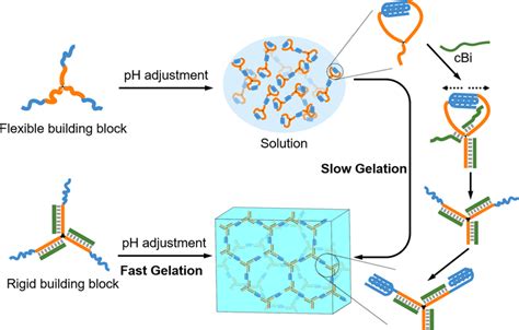 Schematic Of The Gelation Pathways Of Flexible Or Rigid Building Download Scientific Diagram