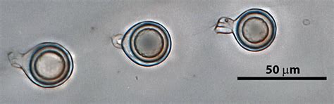 Phytophthora Heveae Idphy