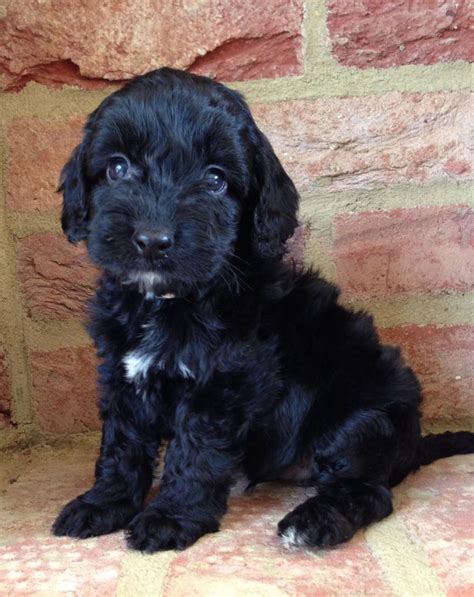 Cockapoo Puppies Rescue Pictures Information Temperament