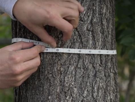 A Step By Step Guide How To Estimate The Age Of Your Trees Progression Tree Care