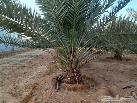 منطقة الخرج الرحمانيه الدلم الضبيعه الهياثم موقع حراج