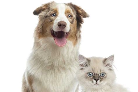 Flusapex Drops Dechra Veterinary Products Nz