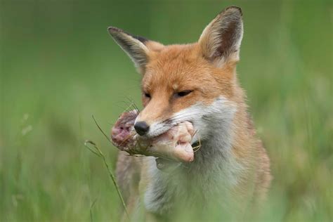 Fennec Fox Facts Habitat Behavior Threats And Conservation