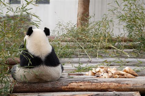 How And Why To Stop Using Pandas Apply So Much By Sven Harris