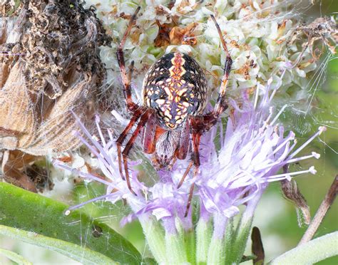 Western Spotted Orbweaver Gottlieb Native Garden