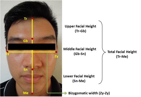 Clearing Things Out Facial Height And Width Mens