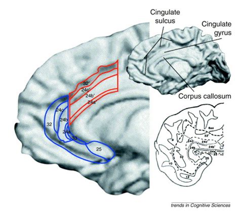 Anterior Cingulate Cortex