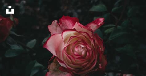 녹색 잎이있는 빨간색과 노란색 장미 사진 Unsplash의 무료 꽃 이미지