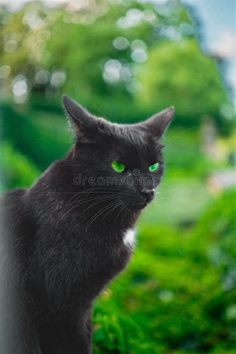 Black Cat With Green Eyes Turing Its Ears Backward Looking Bad An Angry Stock Photo Image Of