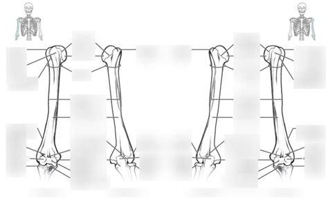 Orientation Of Humerus Diagram Quizlet