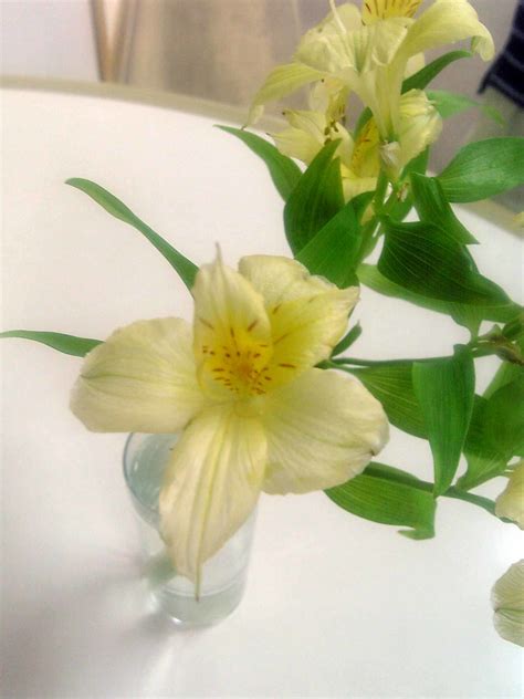 アルストロメリア 百合水仙ゆりずいせんAlstroemeria Lily of the Incas Flickr