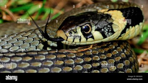United Kingdom England Norfolk Grass Snake Natrix Natrix Stock