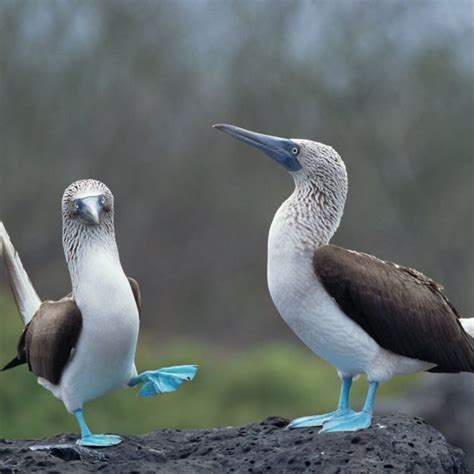 On Galápagos Revealing The Blue Footed Boobys True Colors Published