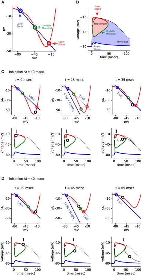 Timed Synaptic Inhibition Shapes NMDA Spikes Influencing Local Dendritic Processing And Global