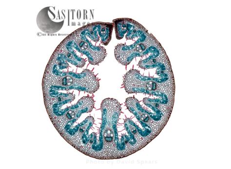 Light Micrograph Transverse Section Of A Leaf Of Marram Grass