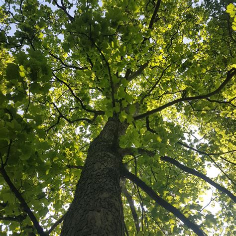 Counsellor Susannah Barnes Leeds And Pudsey Counselling Directory