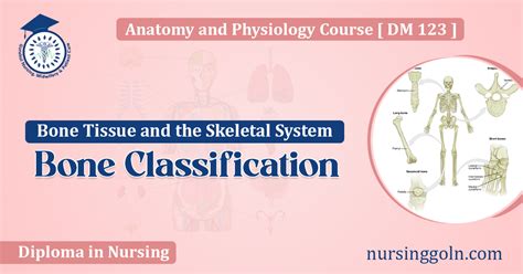 Bone Classification Understanding Bone Tissue And The Skeletal System Nursing And Midwifery