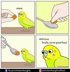21 Ideas De Memes De Pericos Loros Divertidos Periquitos Aves Pajaros