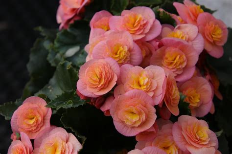 400 Free Begonia And Nature Images Pixabay