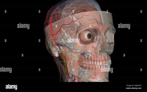 The Superficial Temporal Artery Is A Terminal Branch Of The External Carotid Artery 3d