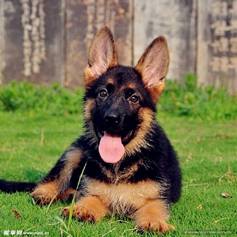 狗摄影图 其他生物 生物世界 摄影图库 昵图网